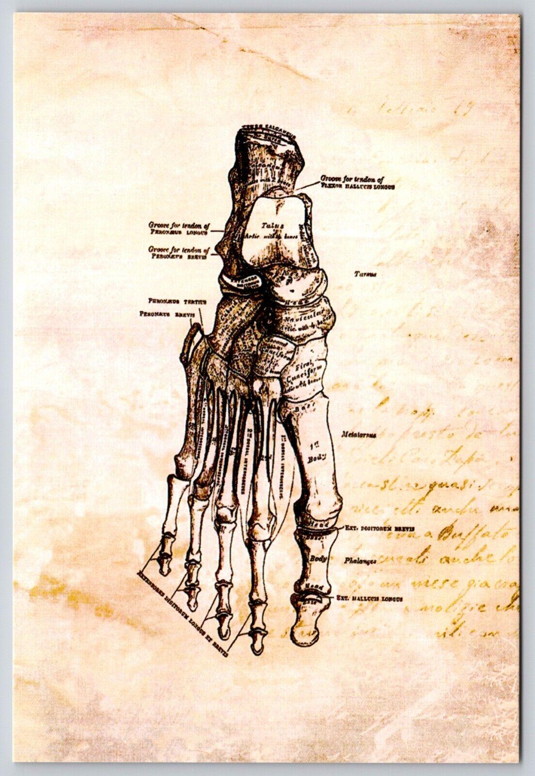 Postcard Human Foot Skeletal Anatomy Biology Science Illustration Medical