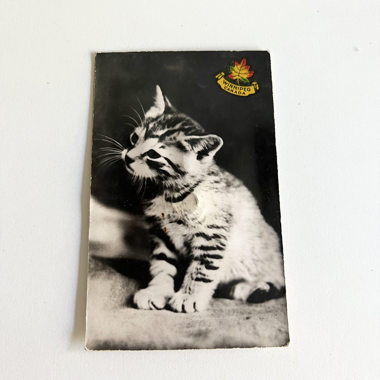 Squeaking Cat Postcard - 1940s