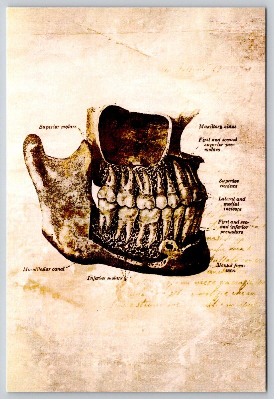 Postcard Human Jaw Anatomy Biology Science Illustration Dental Science ...