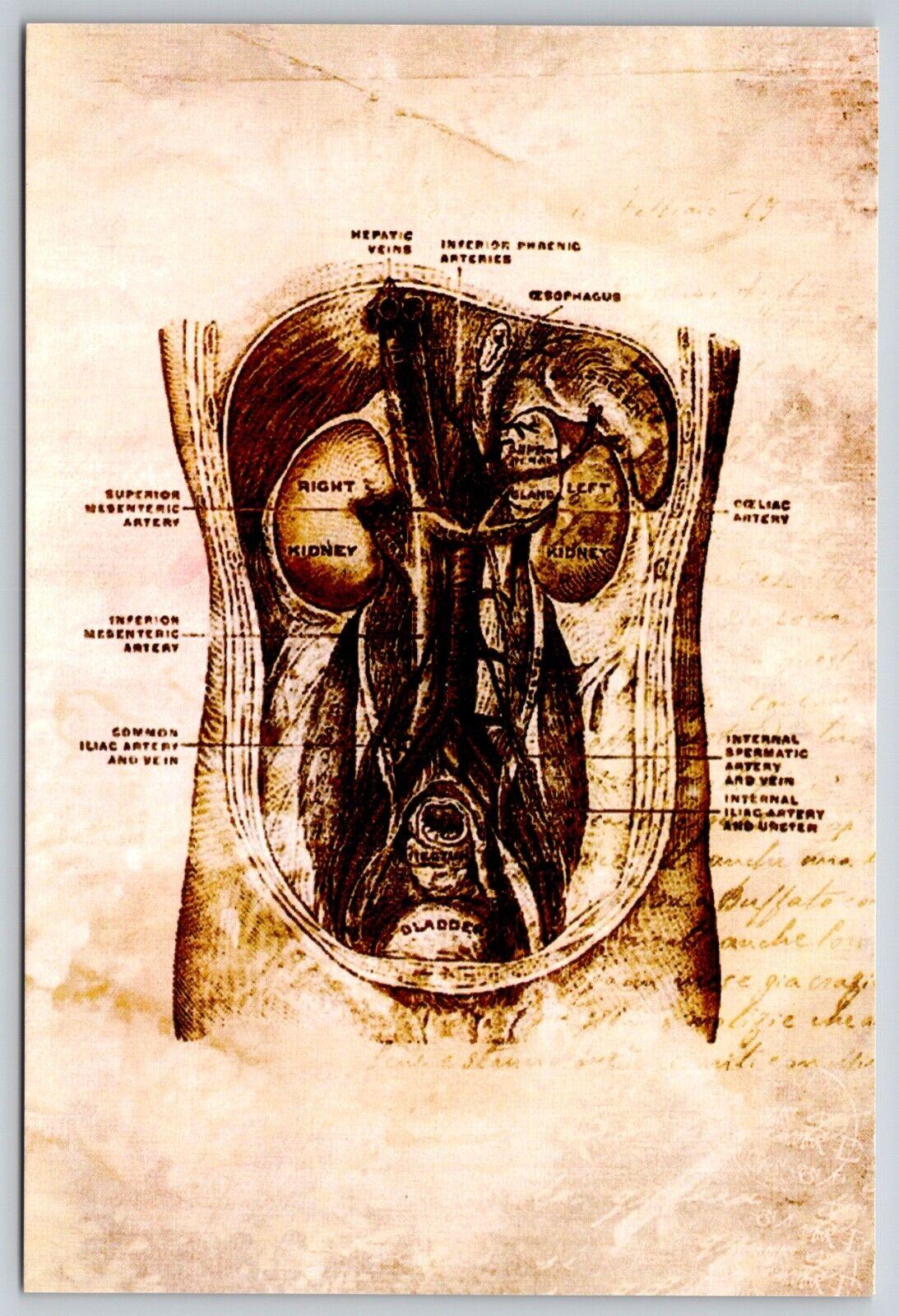 Postcard Human Abdomen Anatomy Biology Science Illustration Medical