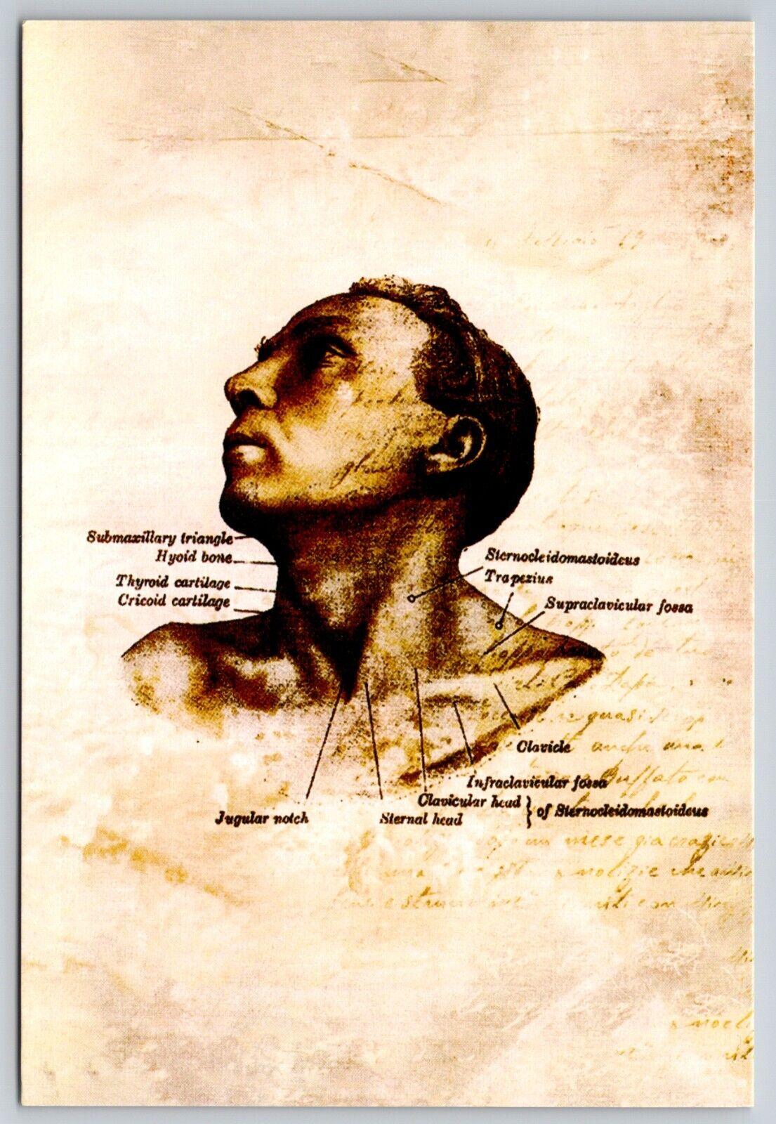 Postcard Human Facial Anatomy Human Anatomy Biology Science ...