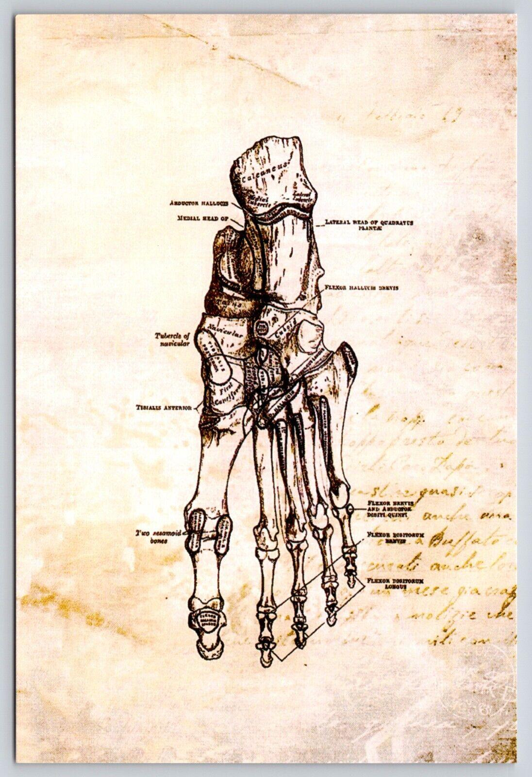 Postcard Human Skeletal Foot Anatomy Human Anatomy Biology Science ...
