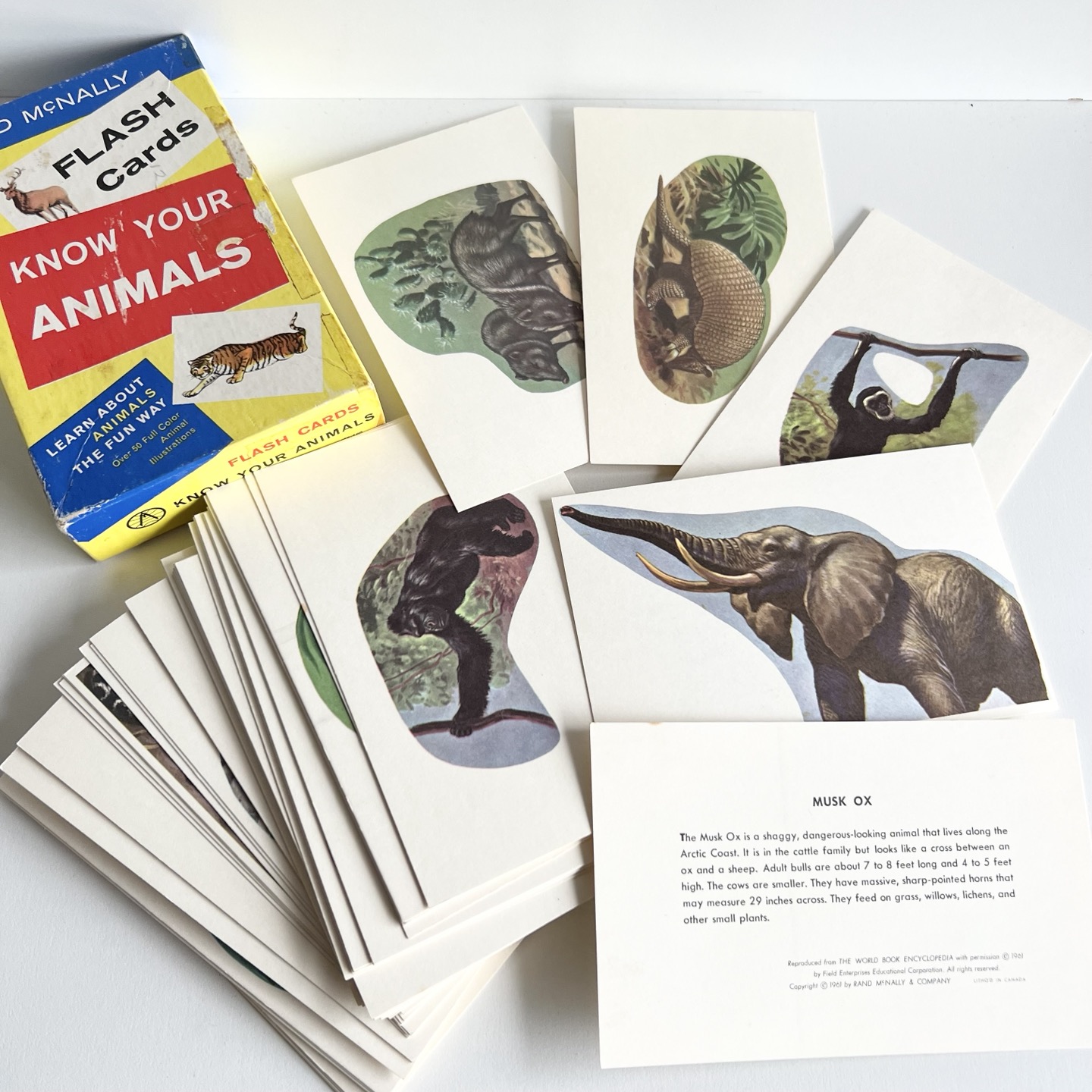 Know Your Animals Flashcards