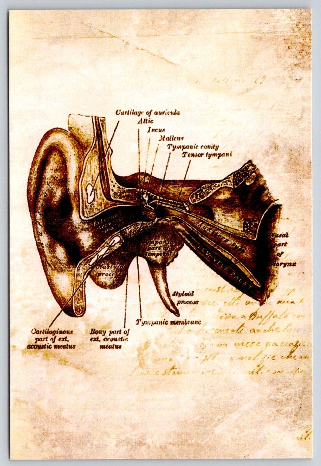 Postcard Human Ear Anatomy Human Anatomy Biology Science Illustration ...