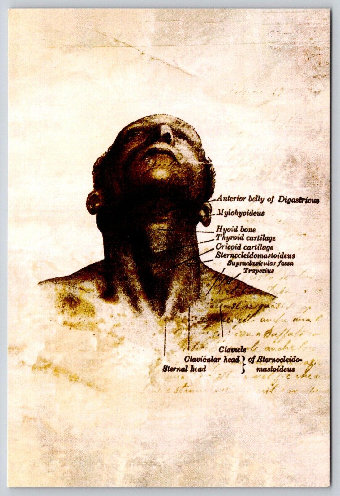 Postcard Human Neck Anatomy Biology Science Illustration Medical Science