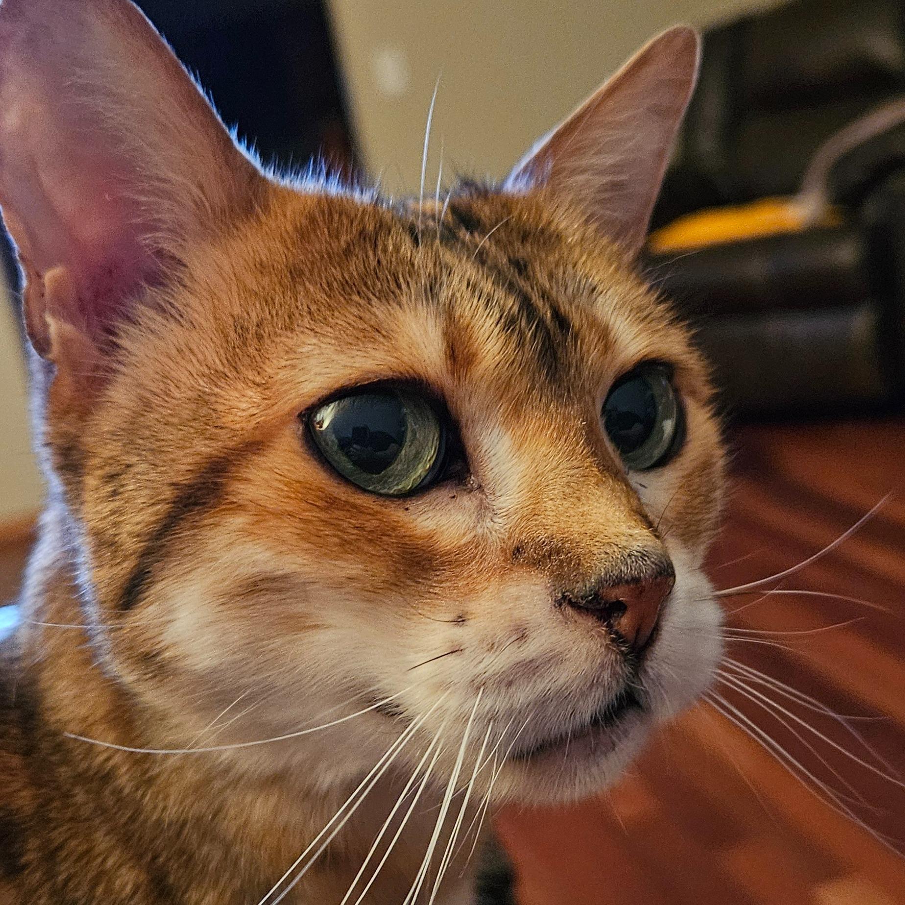 Amber Rahn · District