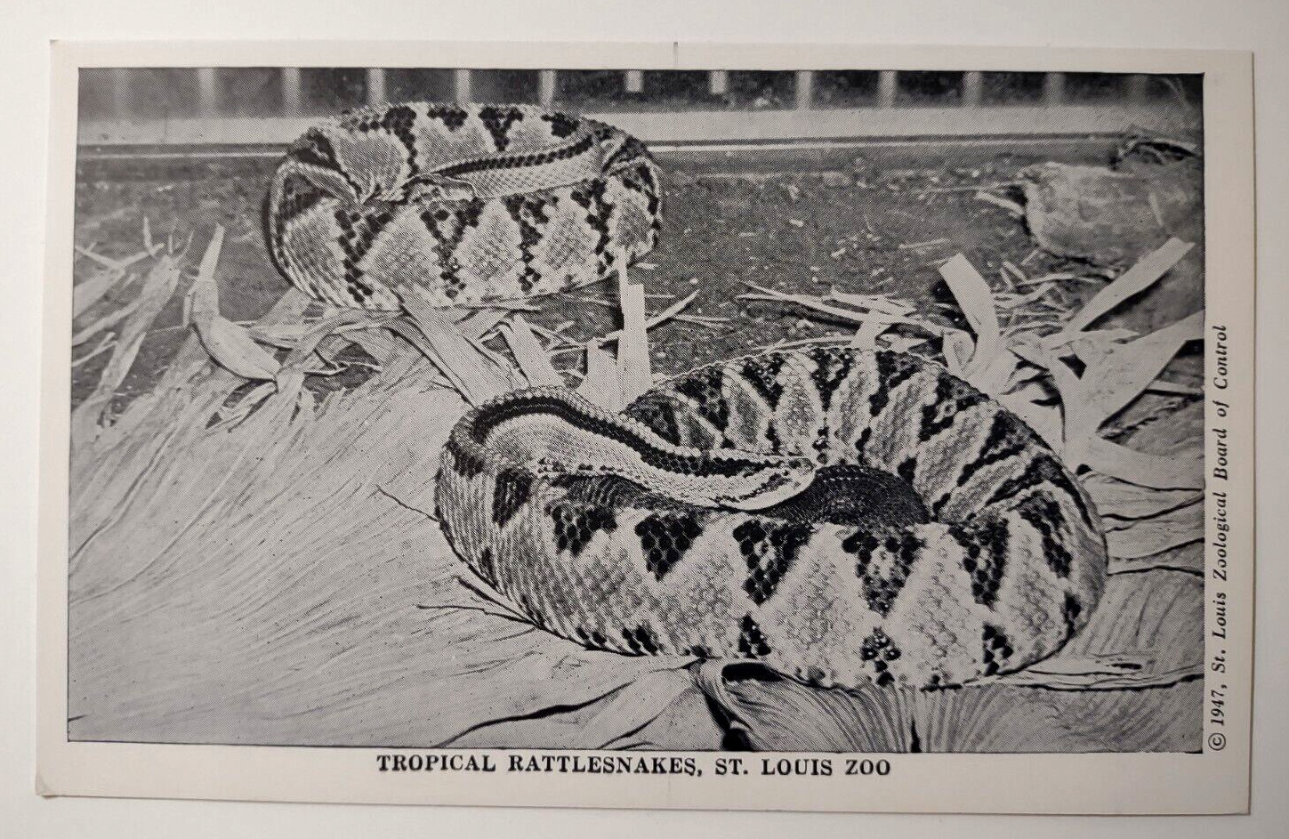 Rattlesnakes St louis Zoo 1947 Vintage Unposted Snakes Reptile House ...