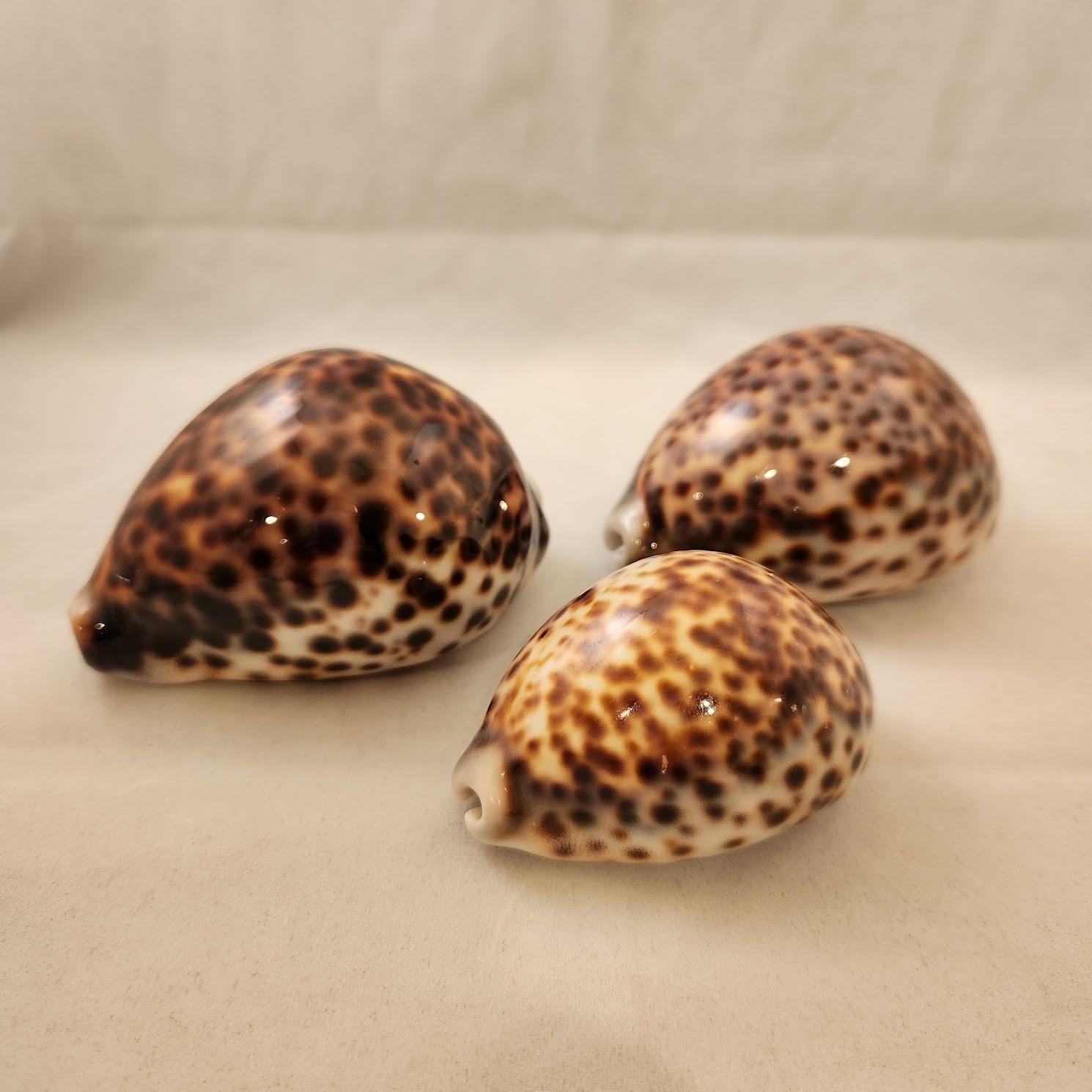 Vintage Lot of 3 Cypraea Tigris Large Tiger Cowrie Shells Arts Craft ...