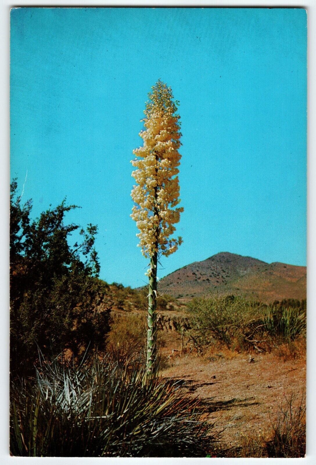 Giant Postcard Yucca Large Desert Flower Large Oversize Vintage Unused ...